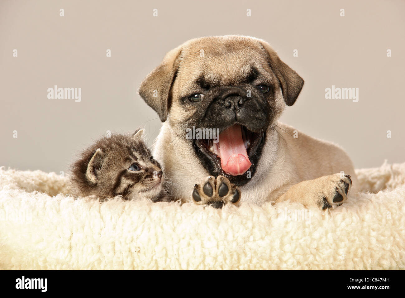 animal friendship : kitten and pug puppy Stock Photo - Alamy