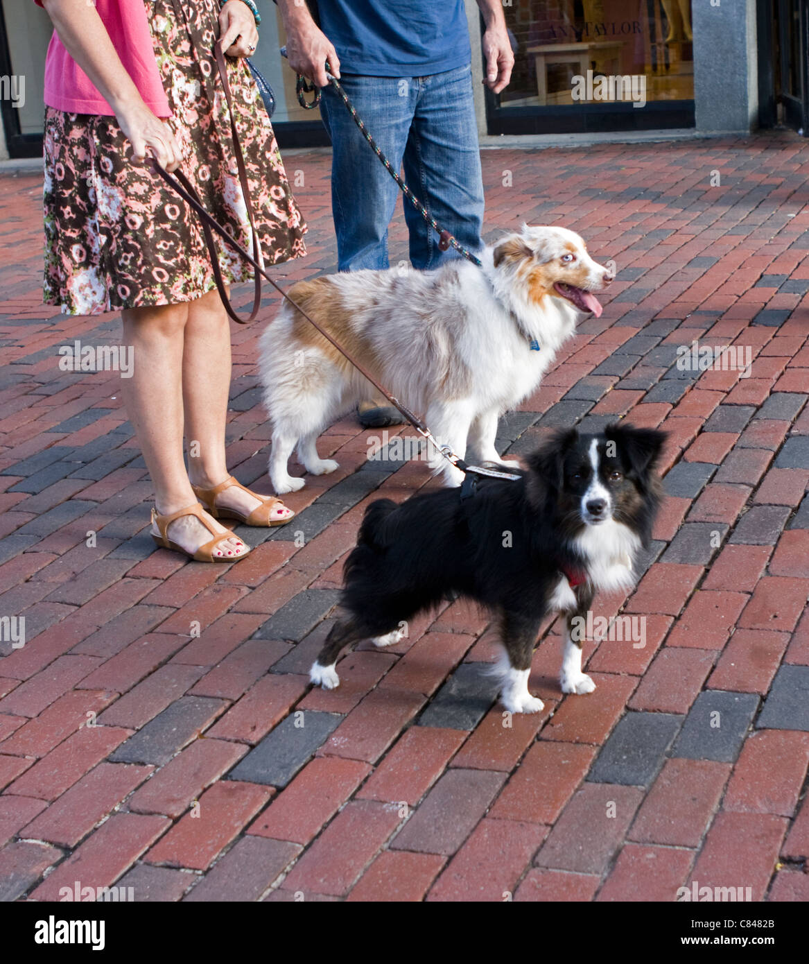 Two dogs wait for their owners to continue their walk Stock Photo - Alamy