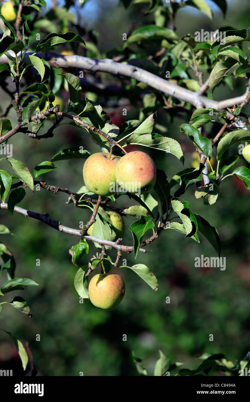 Apple grove hi-res stock photography and images - Alamy