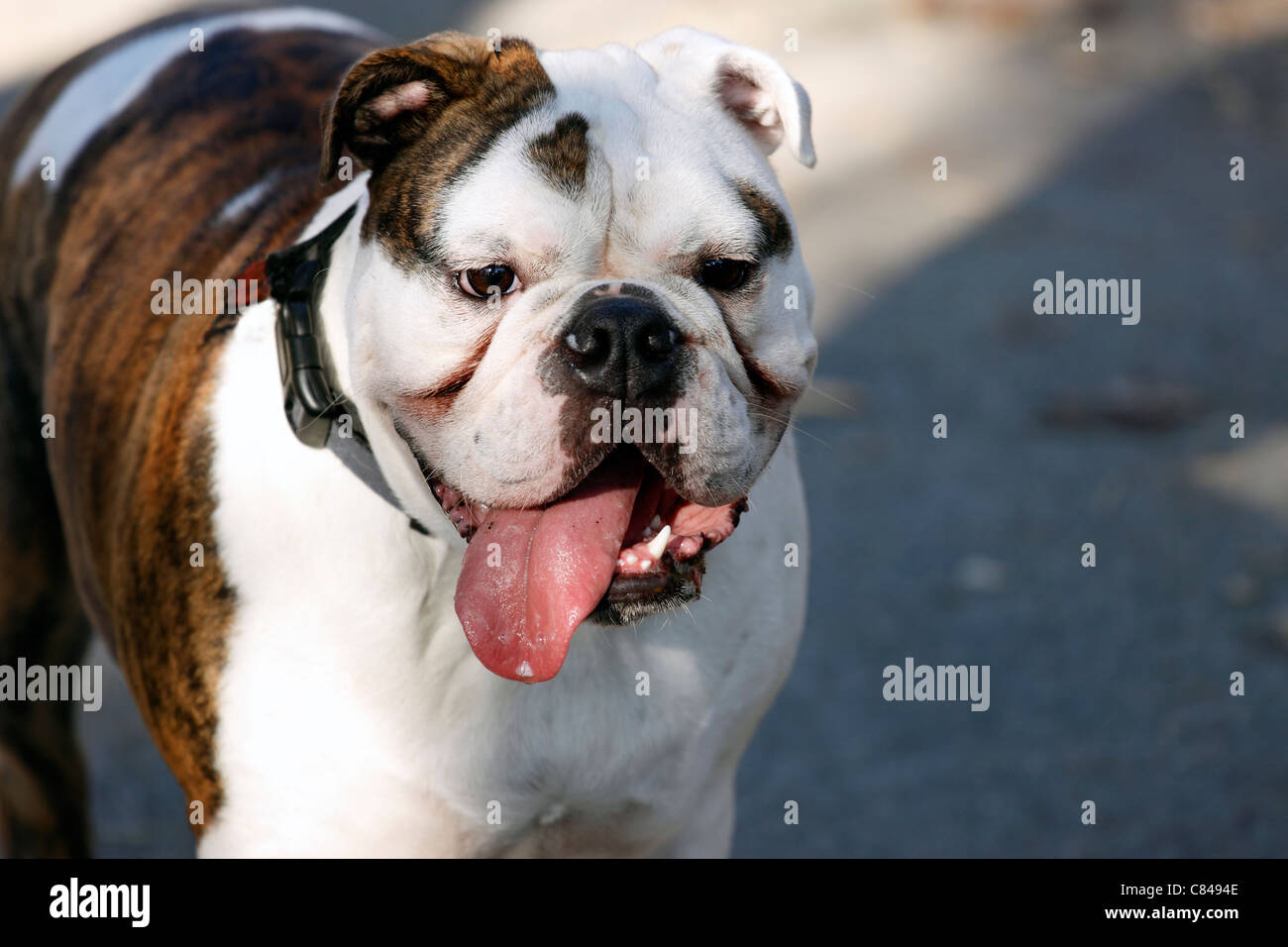 Funny face hot dog hi-res stock photography and images - Alamy