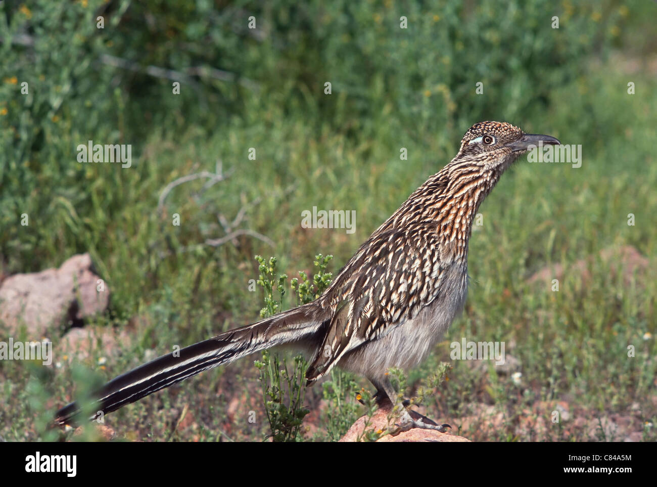 Adult roadrunner hi-res stock photography and images - Alamy
