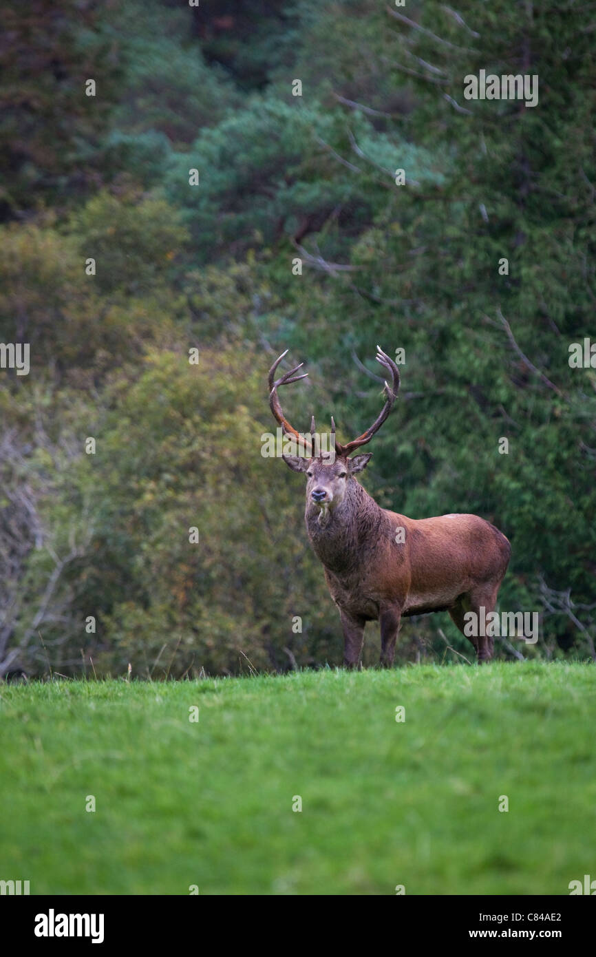 Deer rut killarney national park hi-res stock photography and images ...