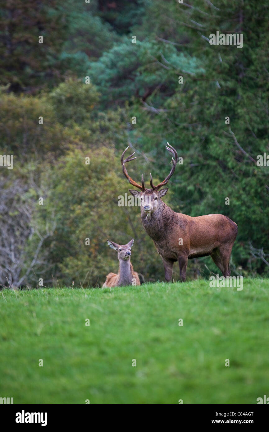Red Deer stag and hind, Cervus elaphus, in Killarney National Park ...