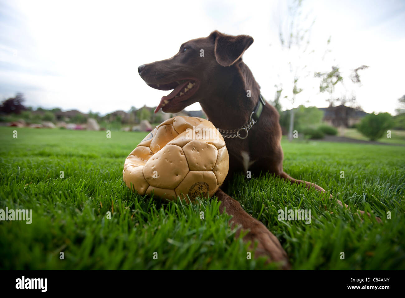 Happy dog sitting in grass with punctured soccer ball Stock Photo - Alamy