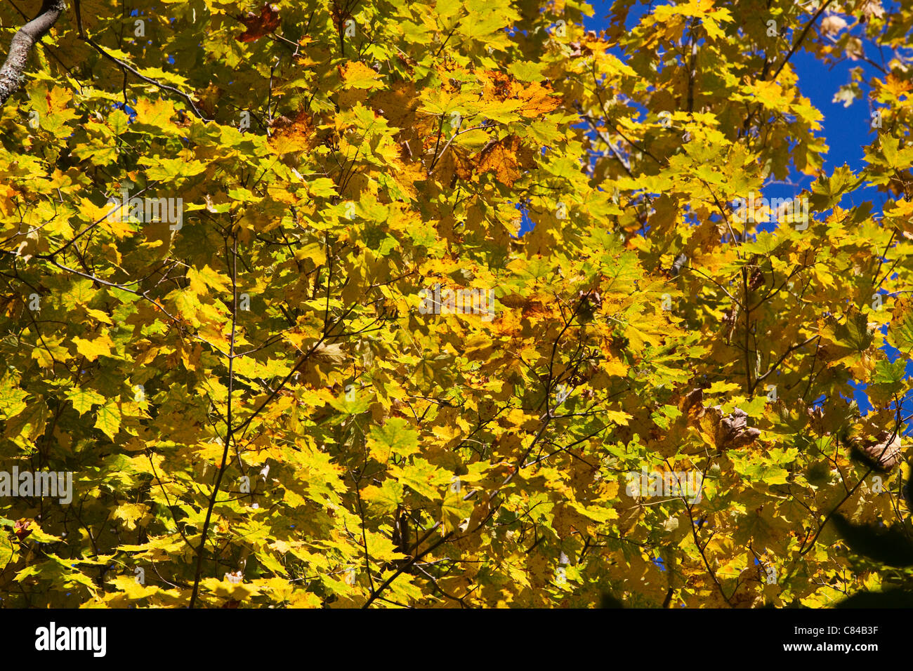 Colorful maple leaves in Quebec. Canada Stock Photo - Alamy