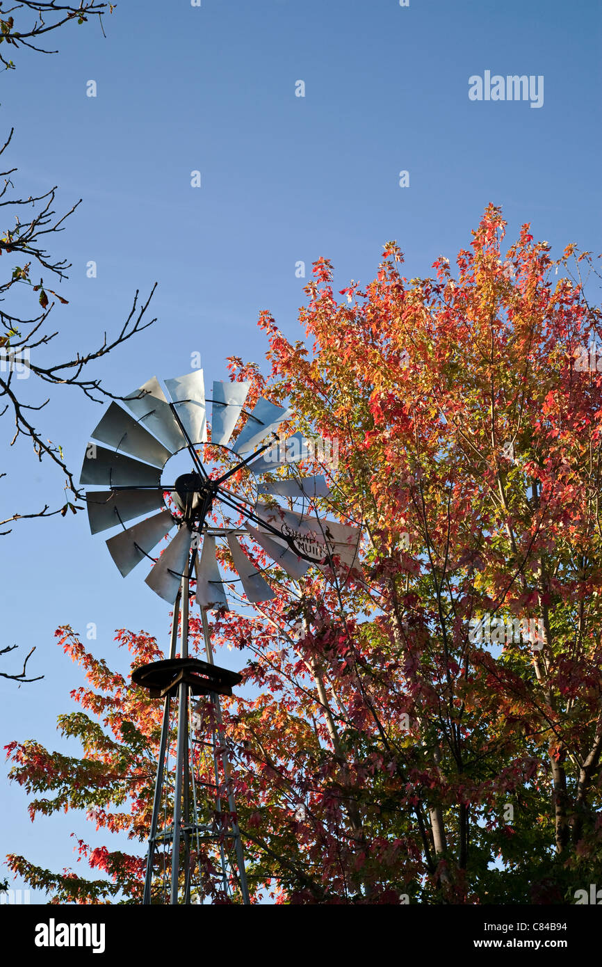 An old windmill near a colorful maple tree with colorful leaves in ...
