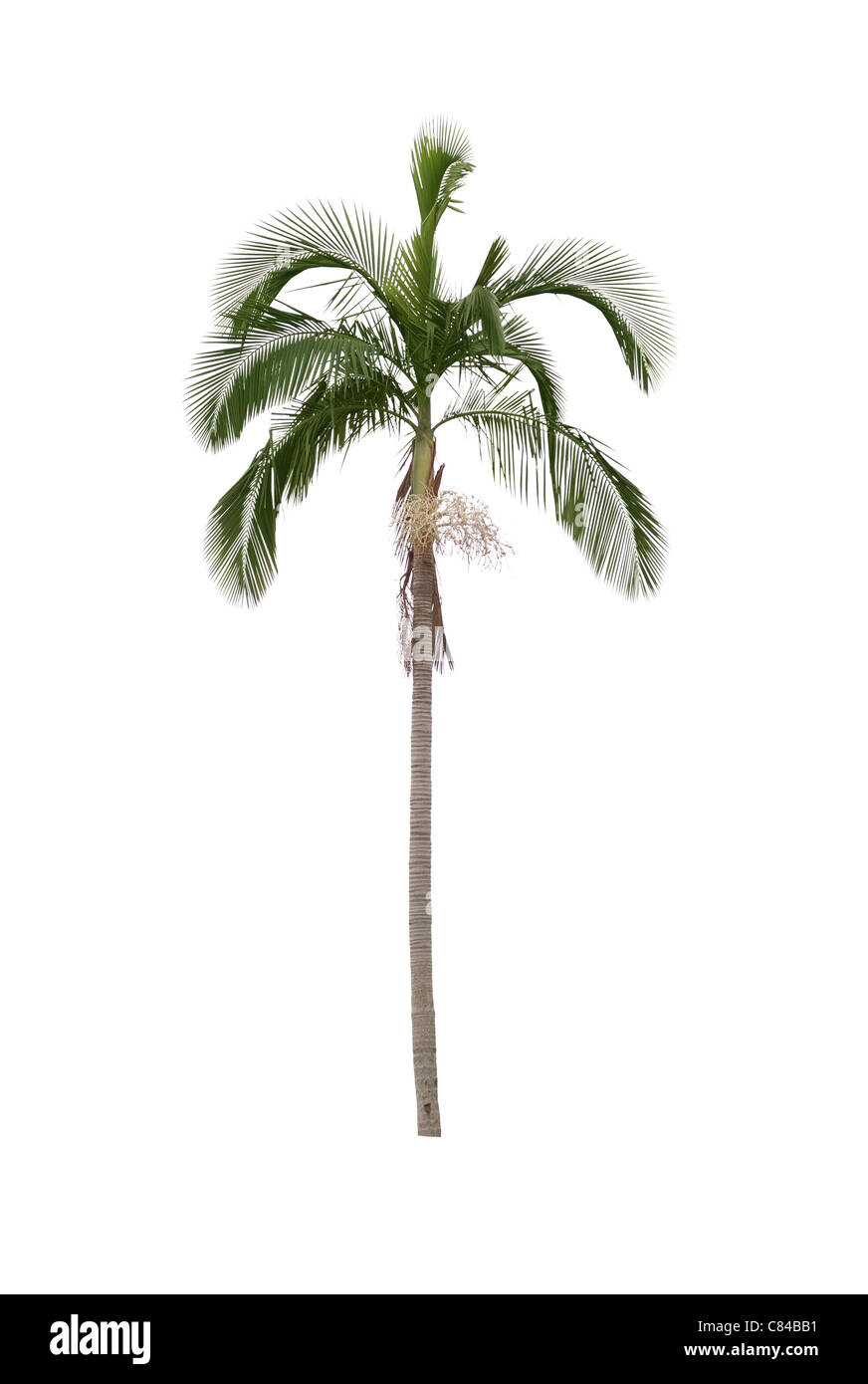 Palm leaves on background Cut Out Stock Images & Pictures - Alamy