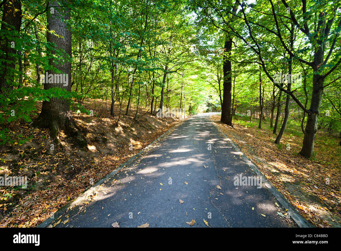 Paved alley through deciduous forest of beech and oak Stock Photo - Alamy