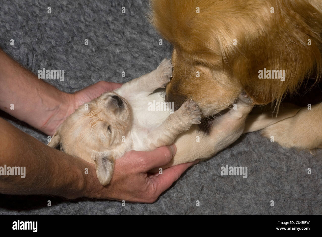 A golden retriever puppy gets a lick from its dam to enable toileting ...