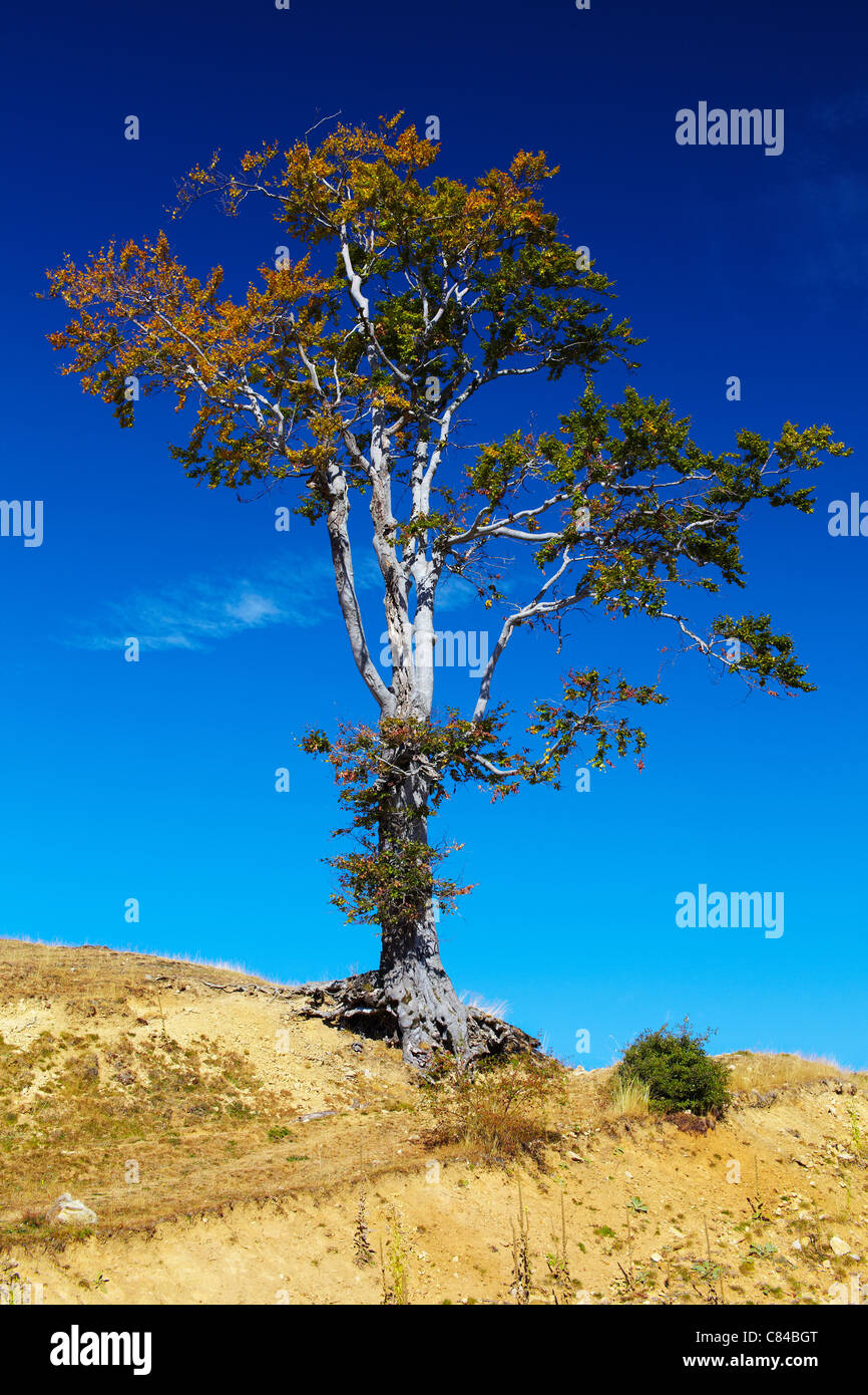 Landscape with a single beech tree on a meadow in autumn Stock Photo ...
