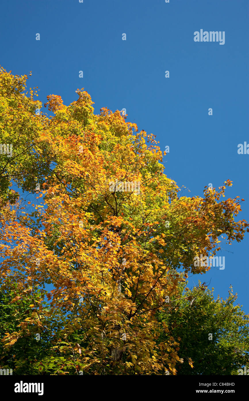 Colorful maple leaves in Quebec. Canada Stock Photo - Alamy