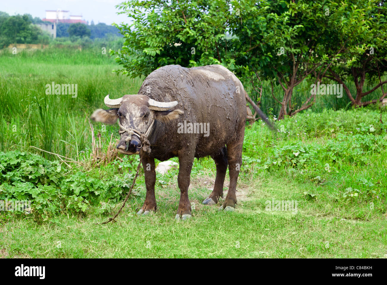 Domestic asian water buffalo hi-res stock photography and images - Alamy