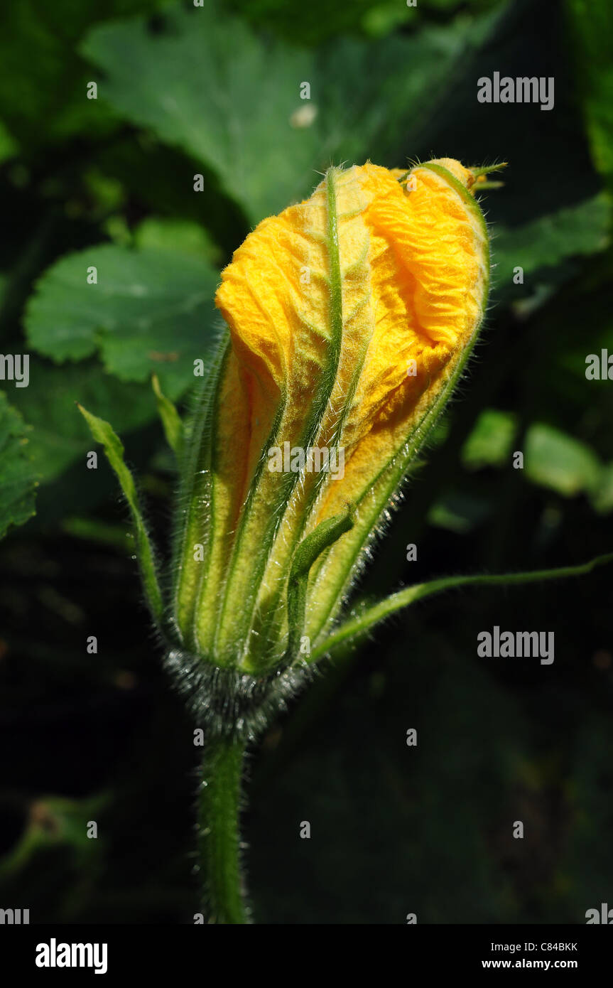 Pumpkin flower bud hi-res stock photography and images - Alamy