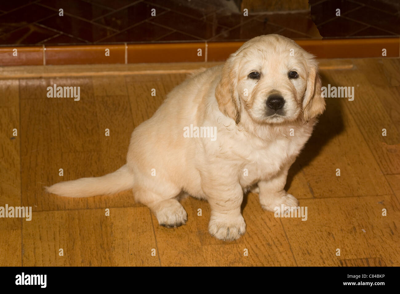 Taylor (Flora as she was at the time), Yorkbeach Golden Daycare, six ...