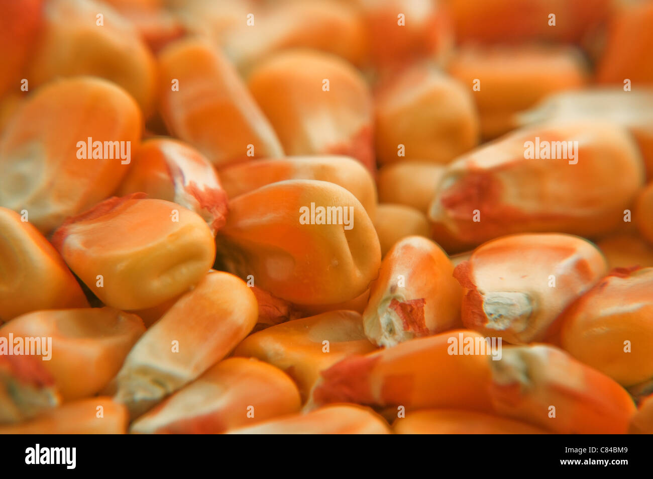Corn seed texture, agriculture background Stock Photo - Alamy