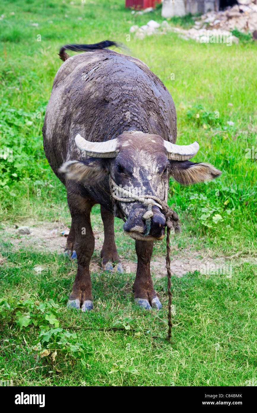 Domestic Asian water buffalo on a pasture in the southeastern China ...