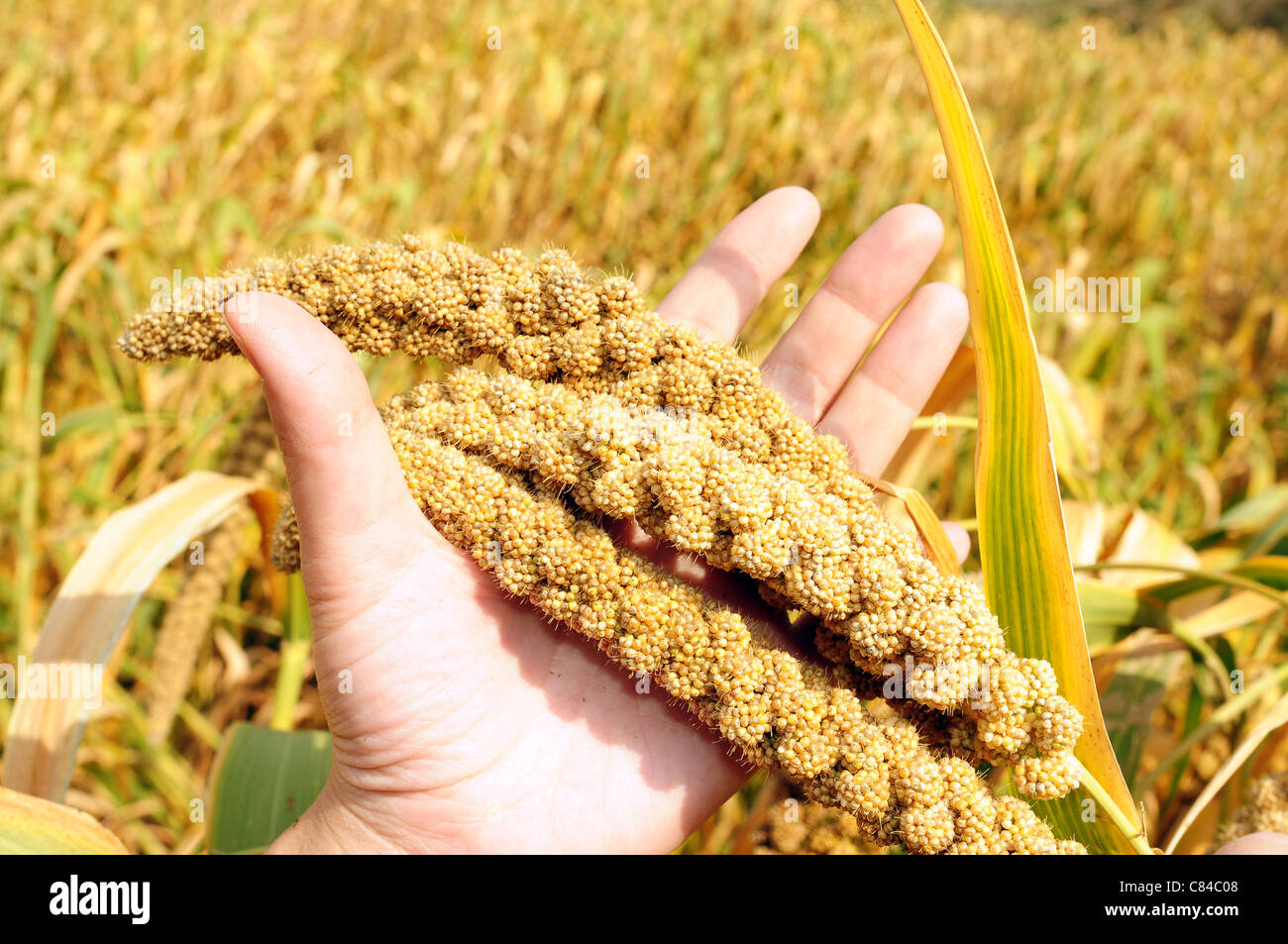 Ripe millet crops in hand in autumn Stock Photo - Alamy