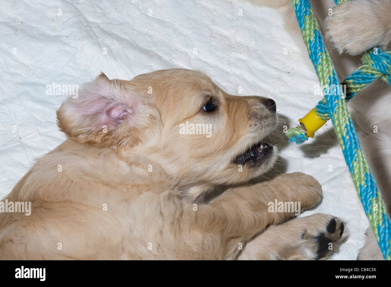 Golden Retriever Puppy Chewing High Resolution Stock Photography and ...