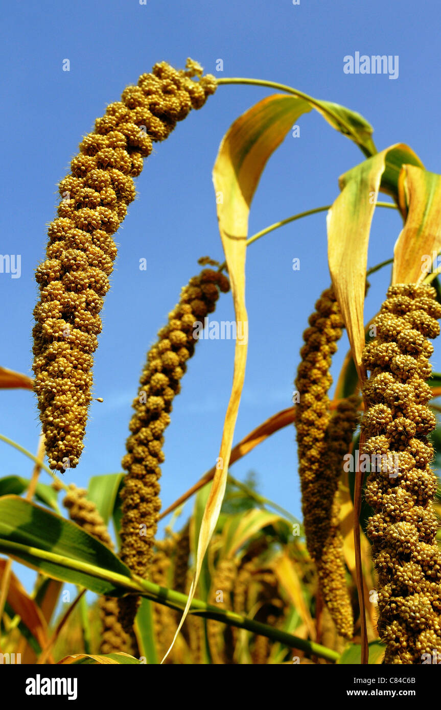 Ripe millet crops in the fields in autumn Stock Photo - Alamy