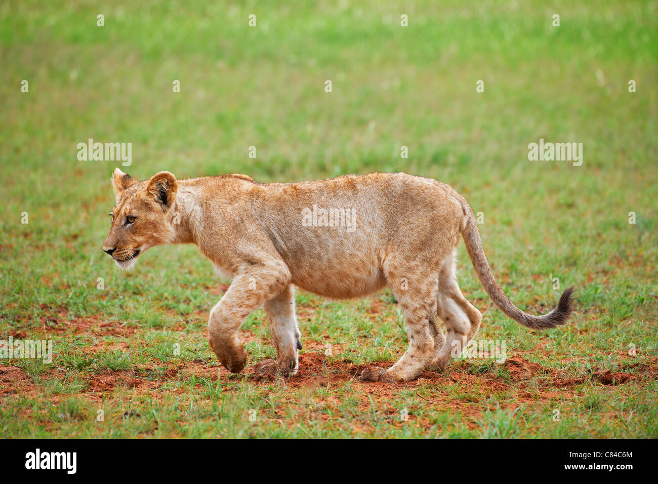 lion cub, Panthera leo, Kgalagadi Transfrontier Park, South Africa ...