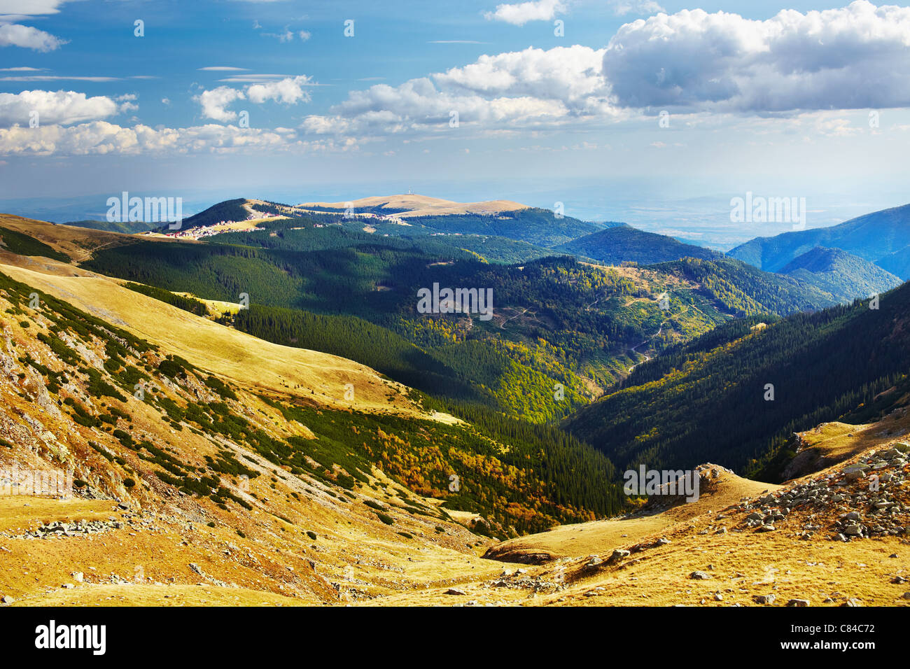 Alpine landscape with a valley with pine trees Stock Photo - Alamy