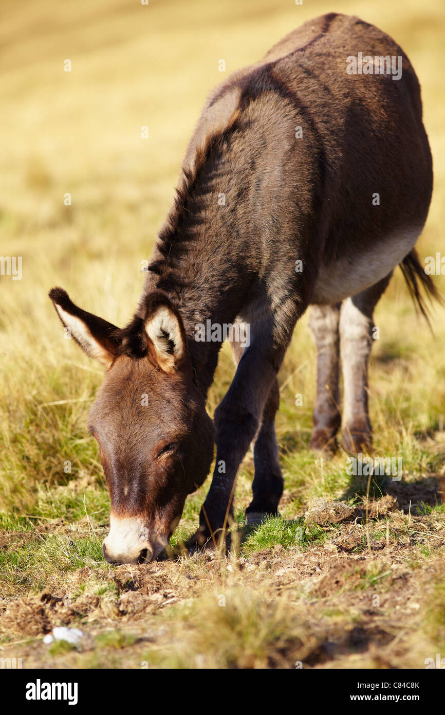 Portrait of a donkey grazing on a pasture Stock Photo - Alamy