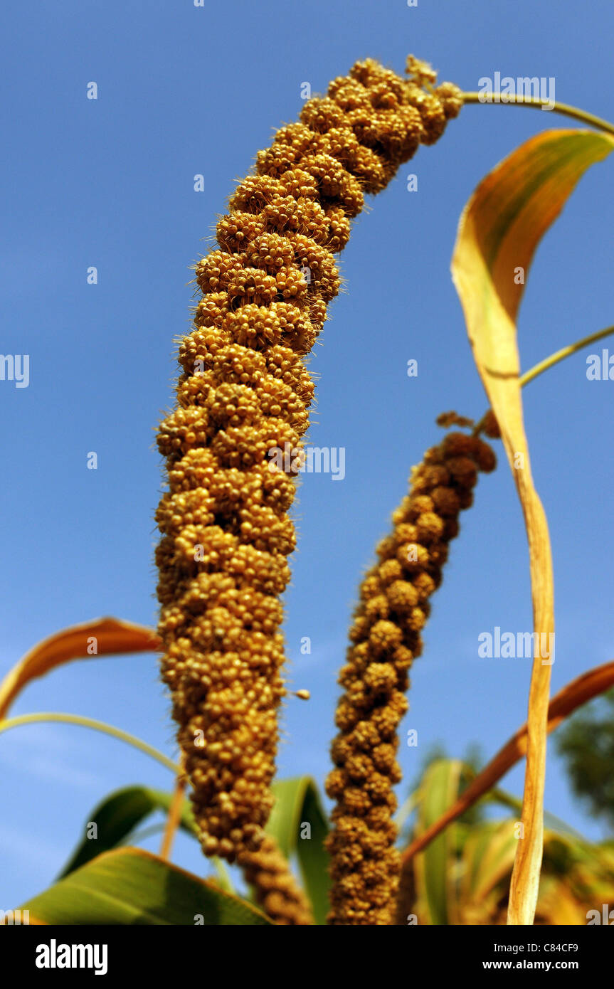 Ripe millet crops in the fields in autumn Stock Photo - Alamy