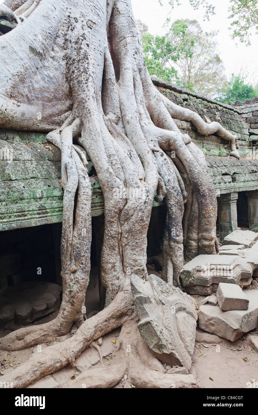 Cambodia, Siem Reap, Angkor, Ta Prohm Temple Stock Photo - Alamy