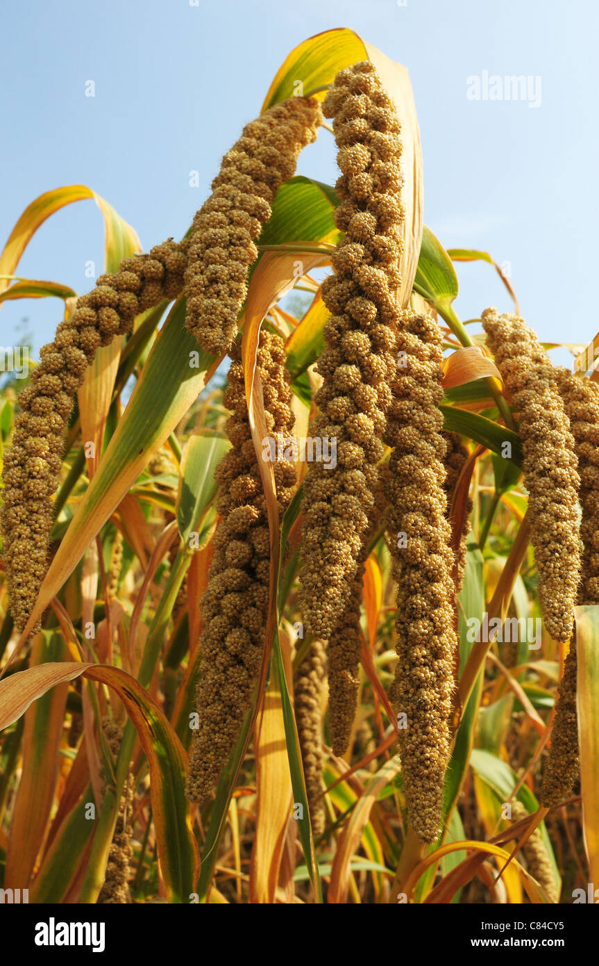 Ripe millet crops in the fields in autumn Stock Photo - Alamy