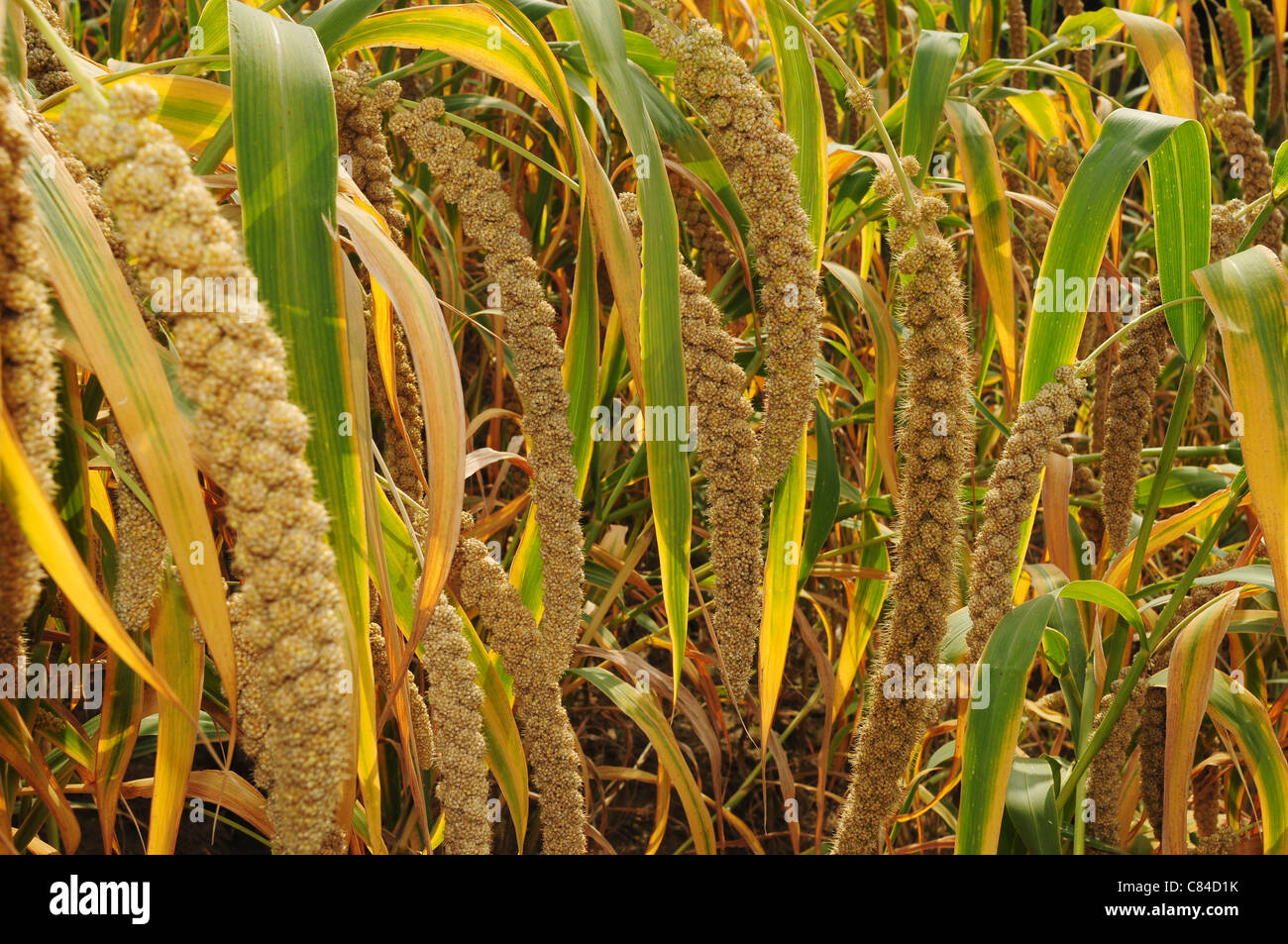 Ripe millet crops in the fields in autumn Stock Photo - Alamy