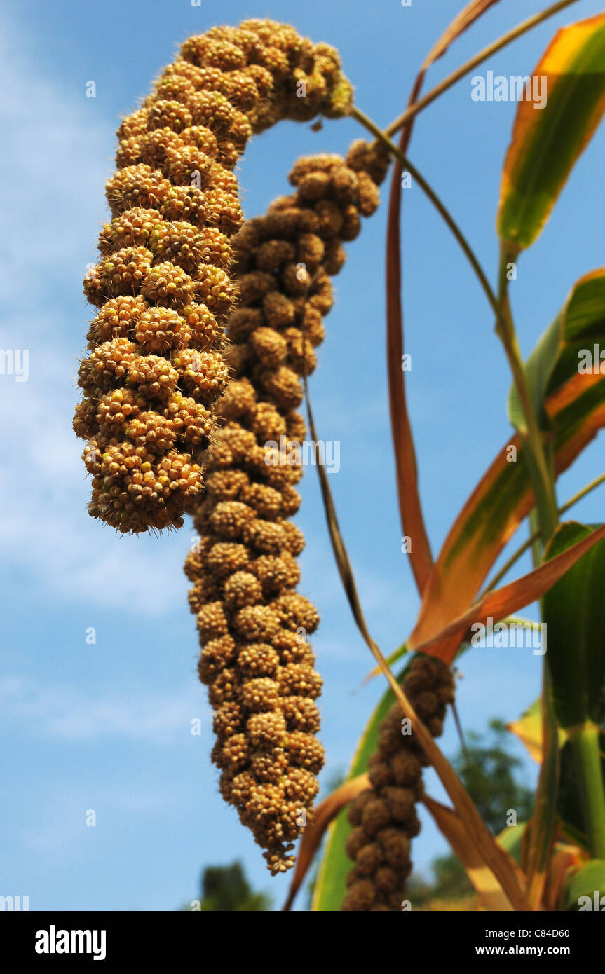Millet cob hi-res stock photography and images - Alamy