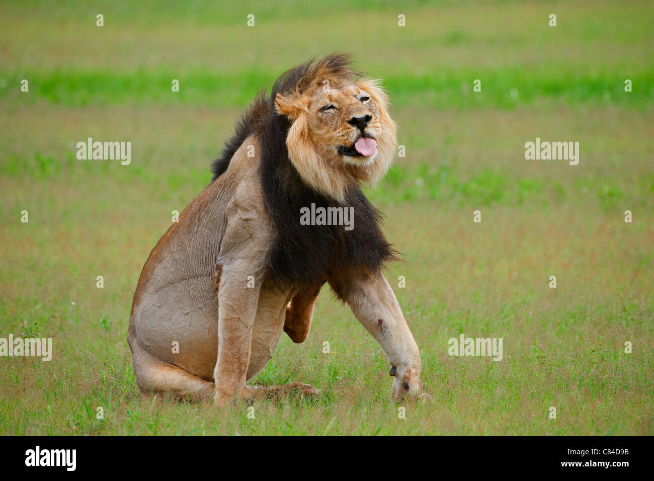 Lion scratching hi-res stock photography and images - Alamy