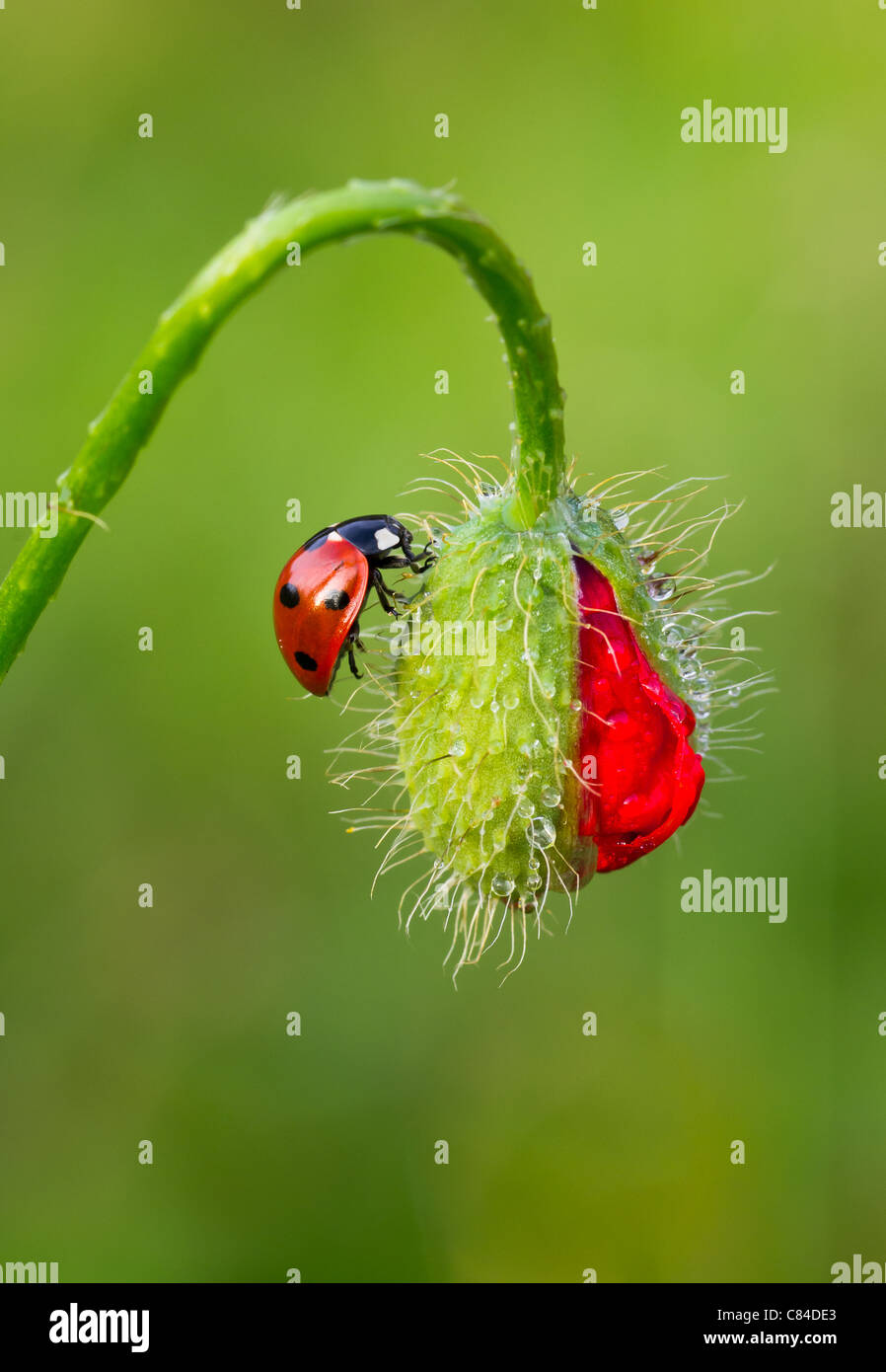 Ladybird poppy hi-res stock photography and images - Alamy