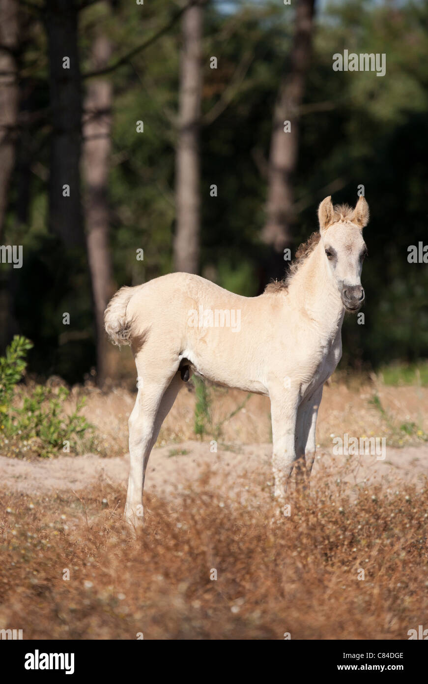 Sorraia horse rare breed animal Portugal Europe Stock Photo - Alamy