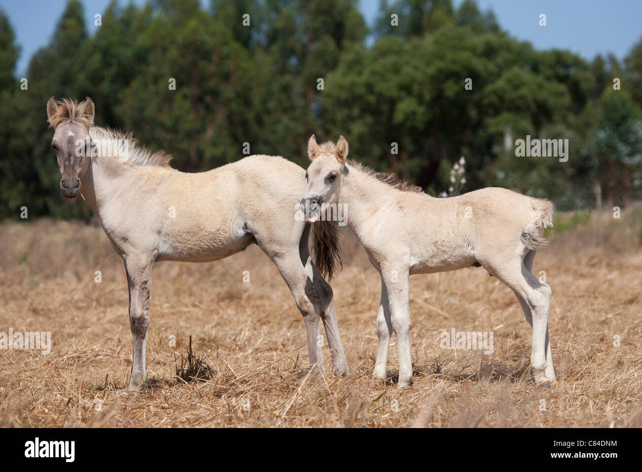 Sorraia horse rare breed animal Portugal Europe Stock Photo - Alamy