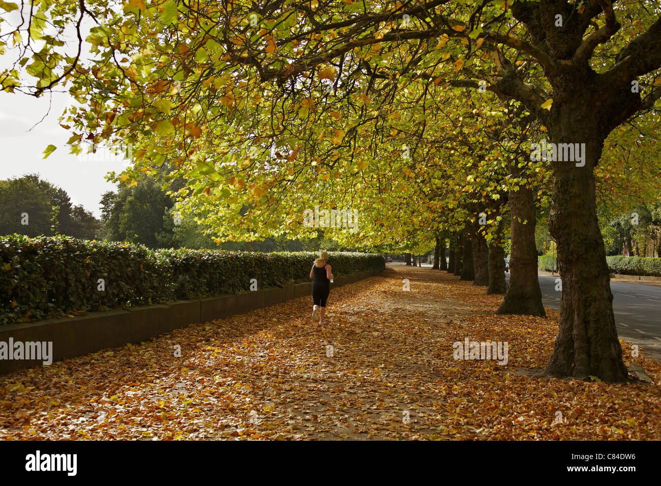 Sefton Park in Liverpool with golden autumn leaves Stock Photo - Alamy