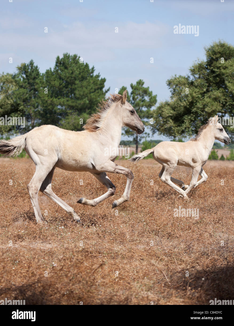 Sorraia horse rare breed animal Portugal Europe Stock Photo - Alamy