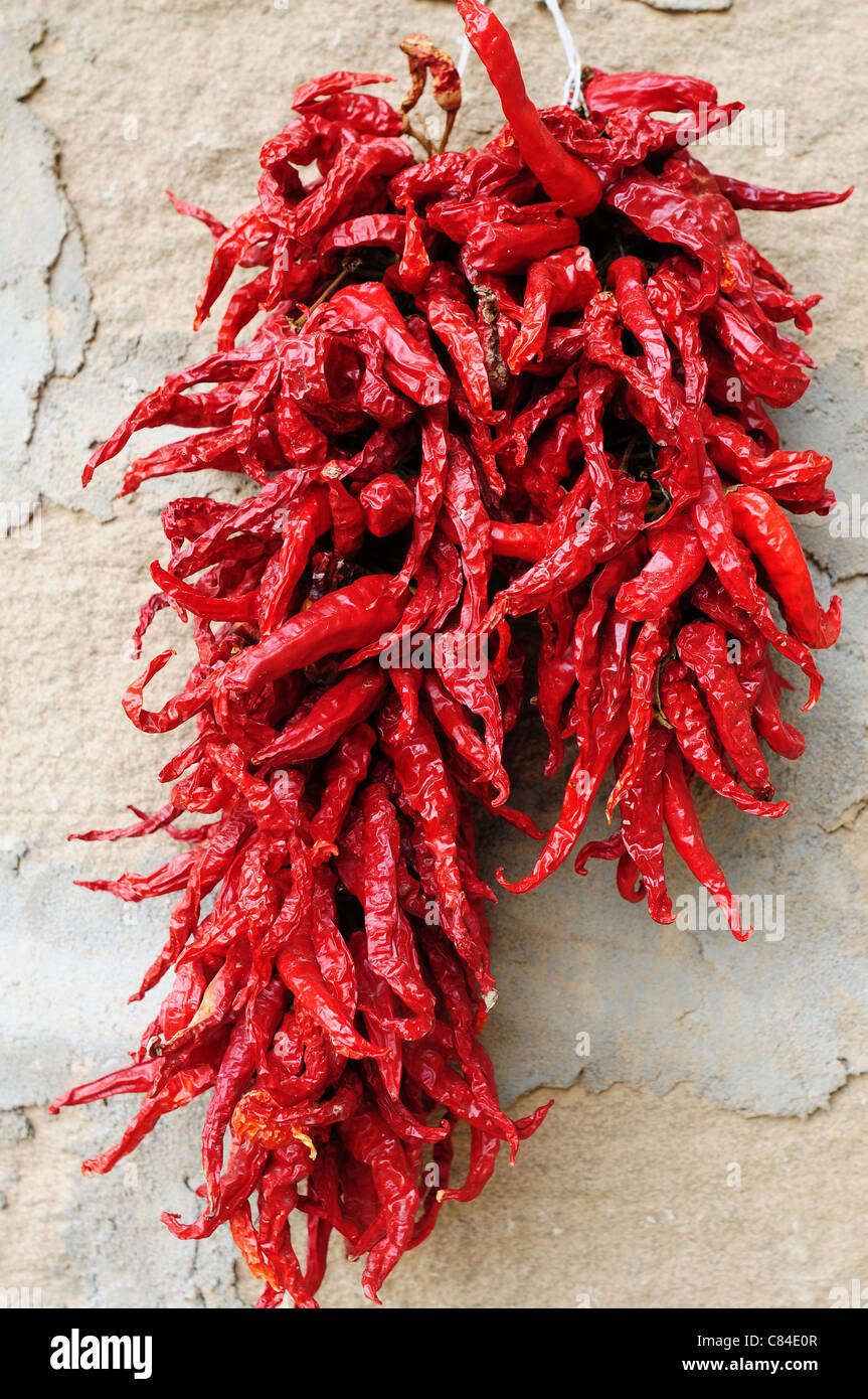 Harvest of red hot chili pepper in autumn Stock Photo - Alamy