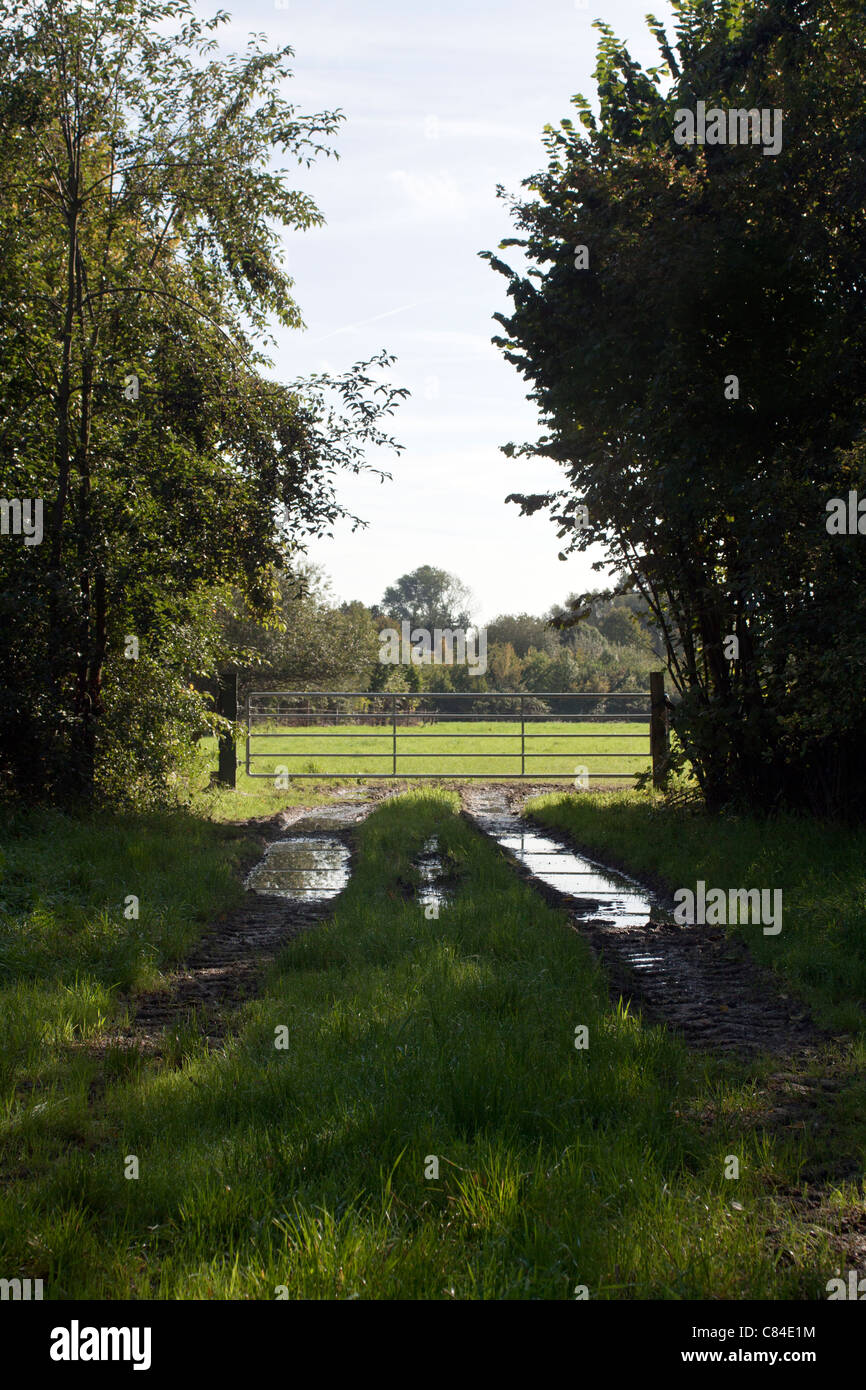 muddy tracks leading to a gated field Stock Photo - Alamy