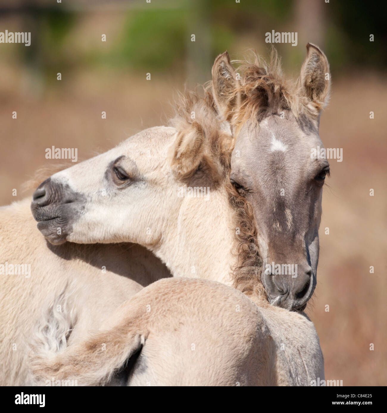 Sorraia horse rare breed animal Portugal Europe Stock Photo - Alamy