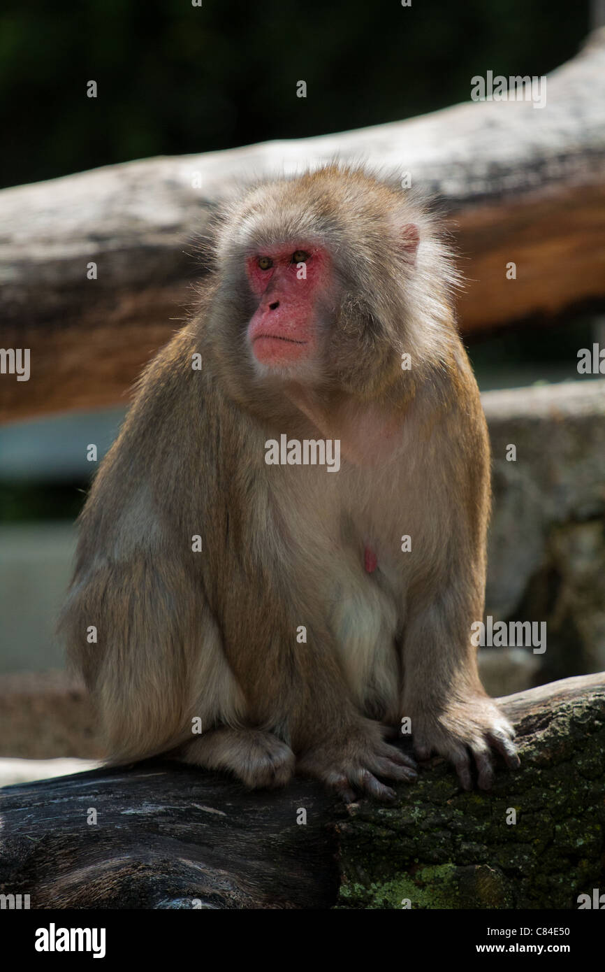 Japanese wild ape hi-res stock photography and images - Alamy