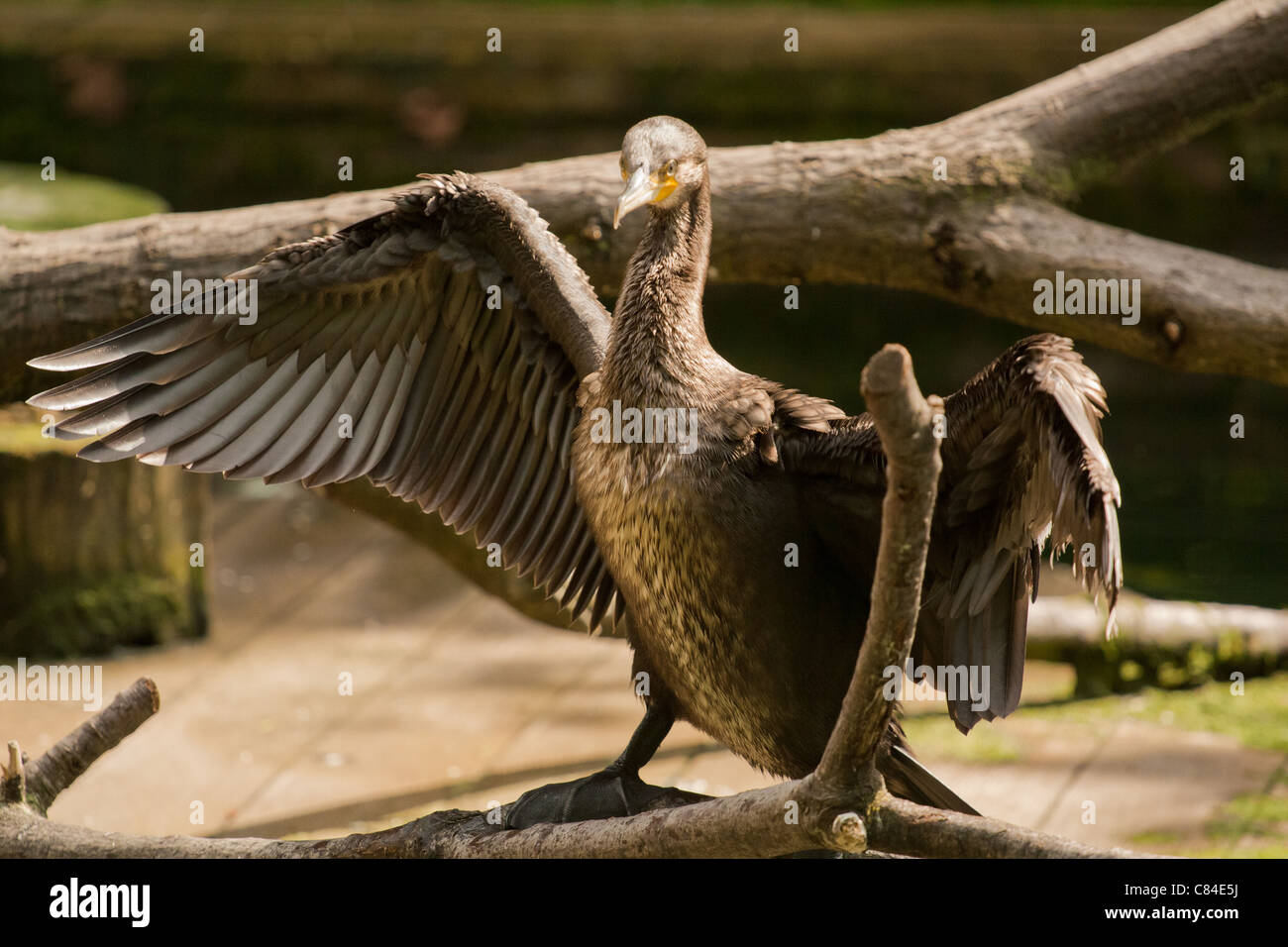 Albatross bird with wing in the zoo Stock Photo - Alamy