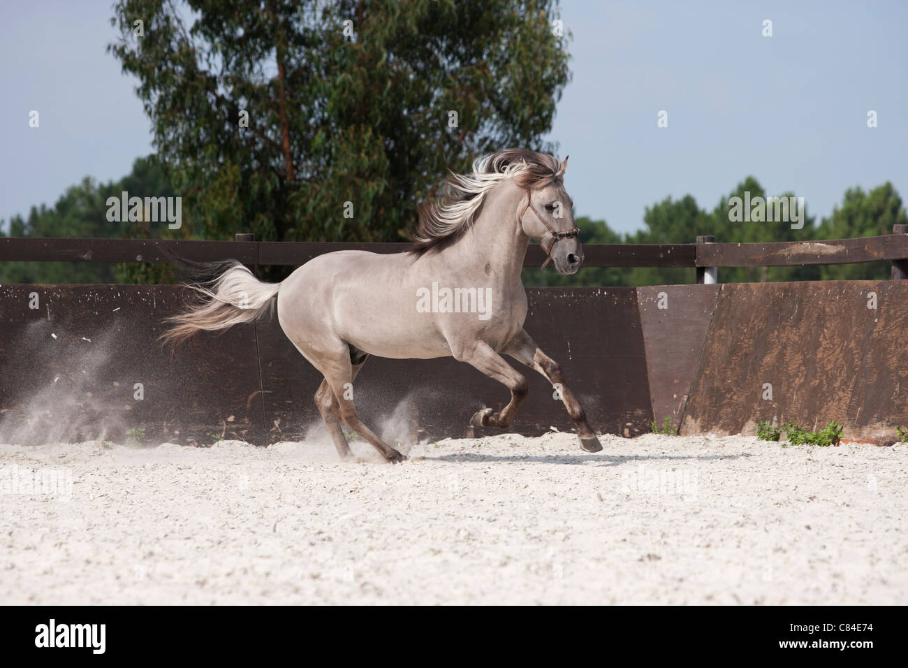 Sorraia horse rare breed animal Portugal Europe Stock Photo - Alamy