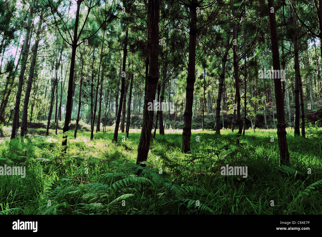 Forest with trees, grass and wild vegetation Stock Photo - Alamy