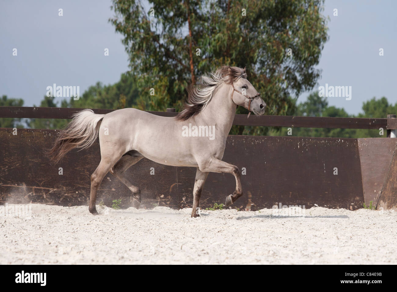 Alpiarca portugal hi-res stock photography and images - Alamy