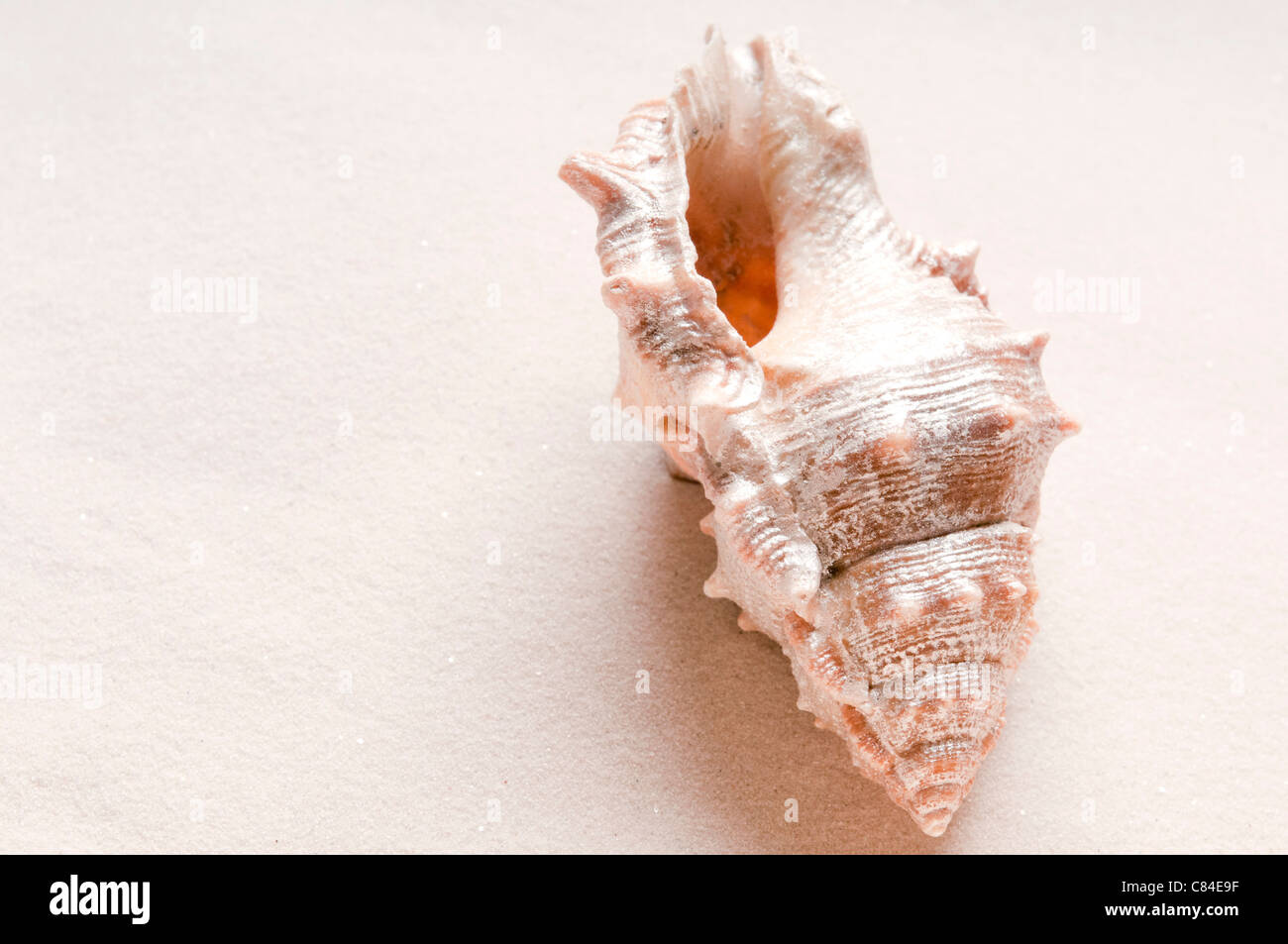 seashell on sand Stock Photo - Alamy