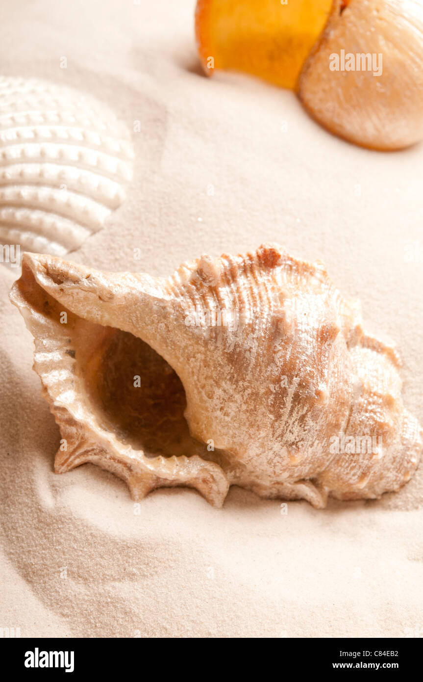 seashells on sand Stock Photo - Alamy