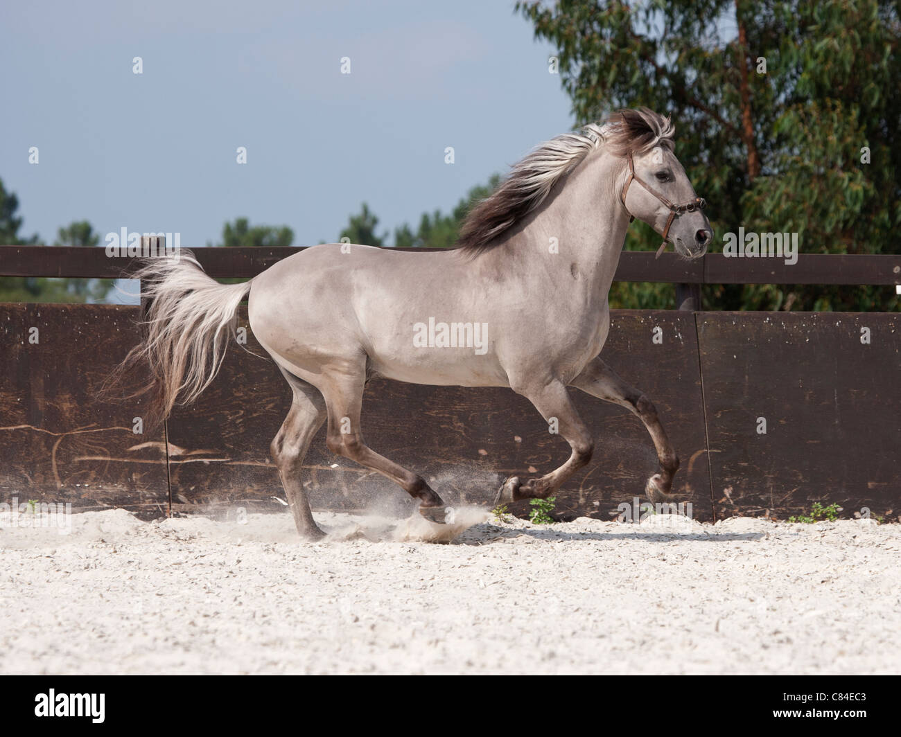 Sorraia horse rare breed animal Portugal Europe Stock Photo - Alamy
