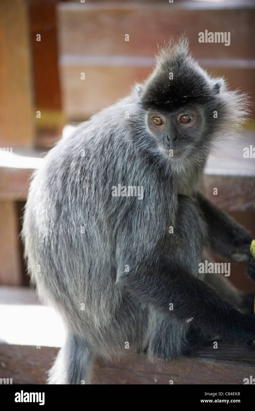 Silver langur hi-res stock photography and images - Alamy