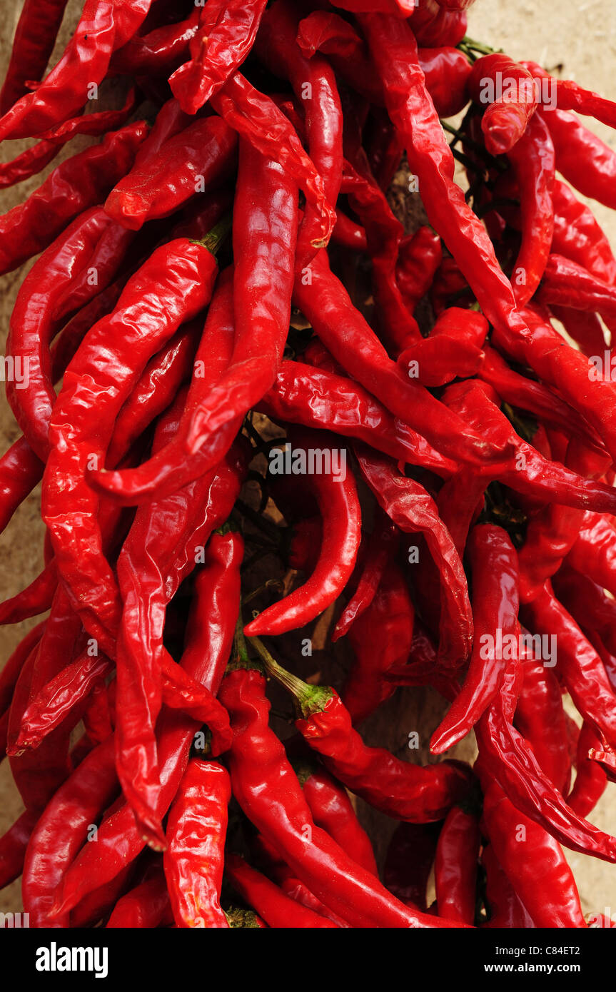 Harvest of red hot chili pepper in autumn Stock Photo - Alamy